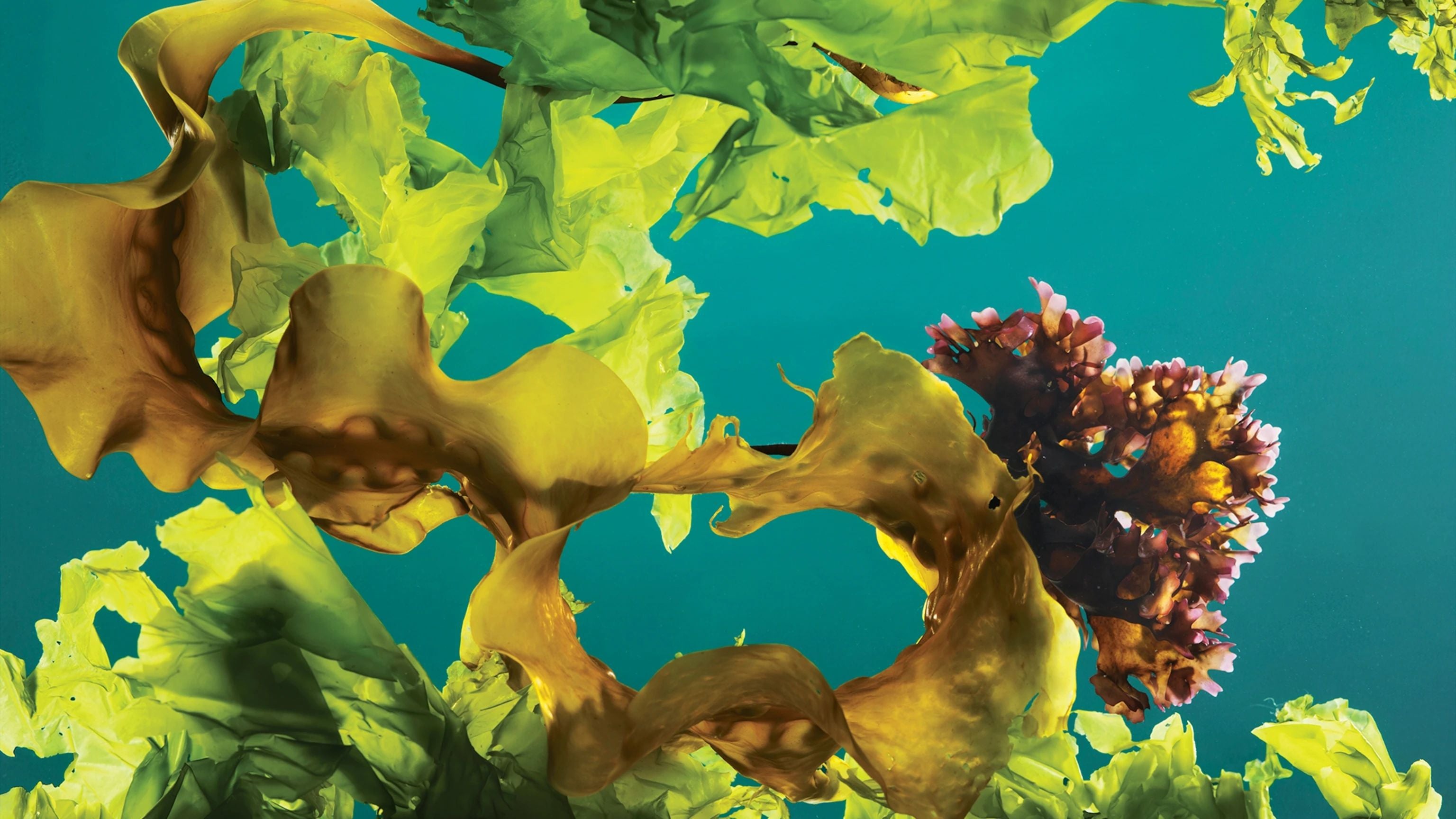 Marine & Algae Ingredients | MarkNature