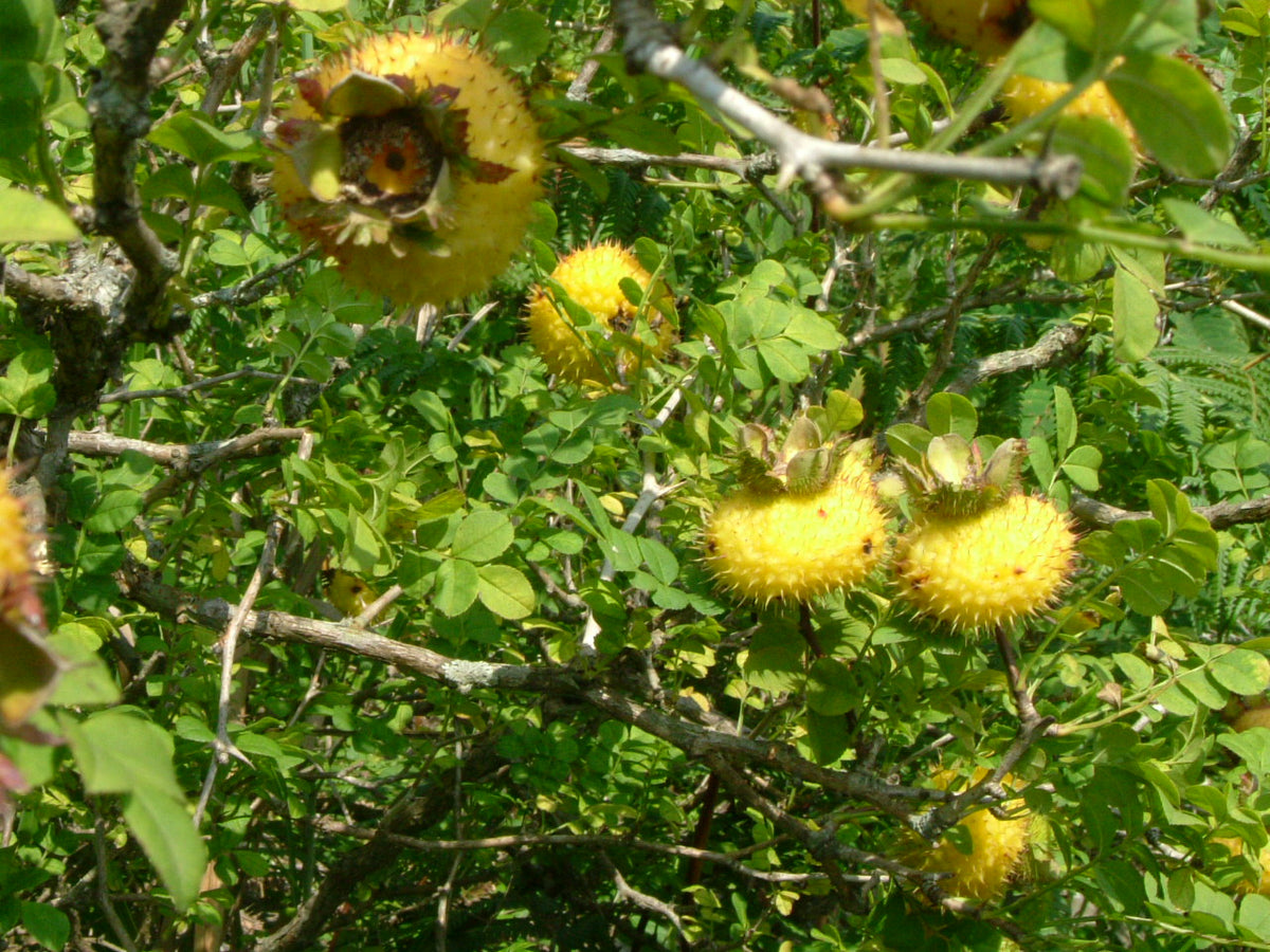 Rosa Roxburghii Fruit Extract | SOD Enriched - Multi-functional Benefits